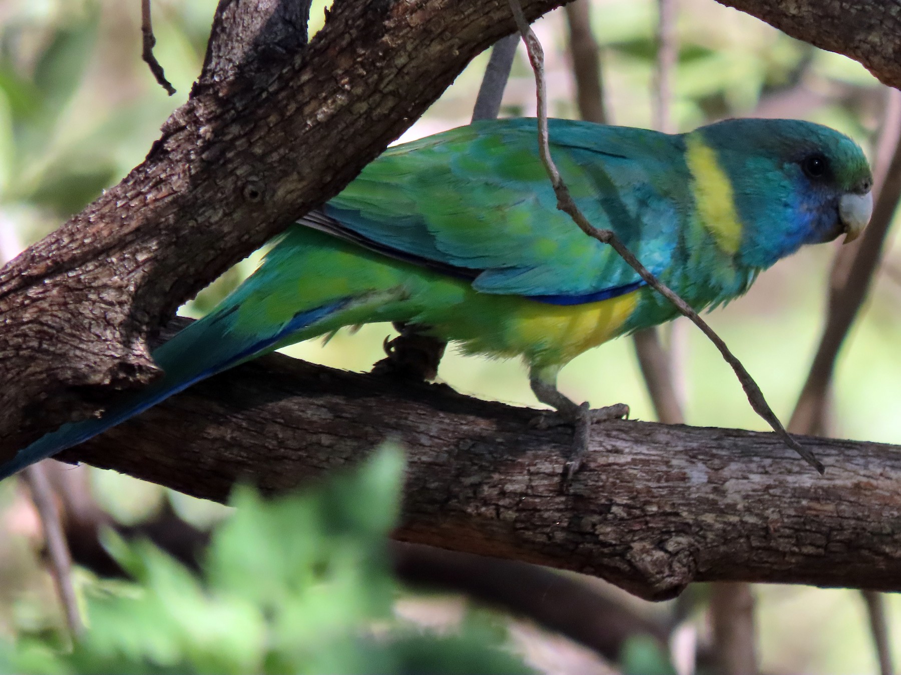 Australian Ringneck - eBird