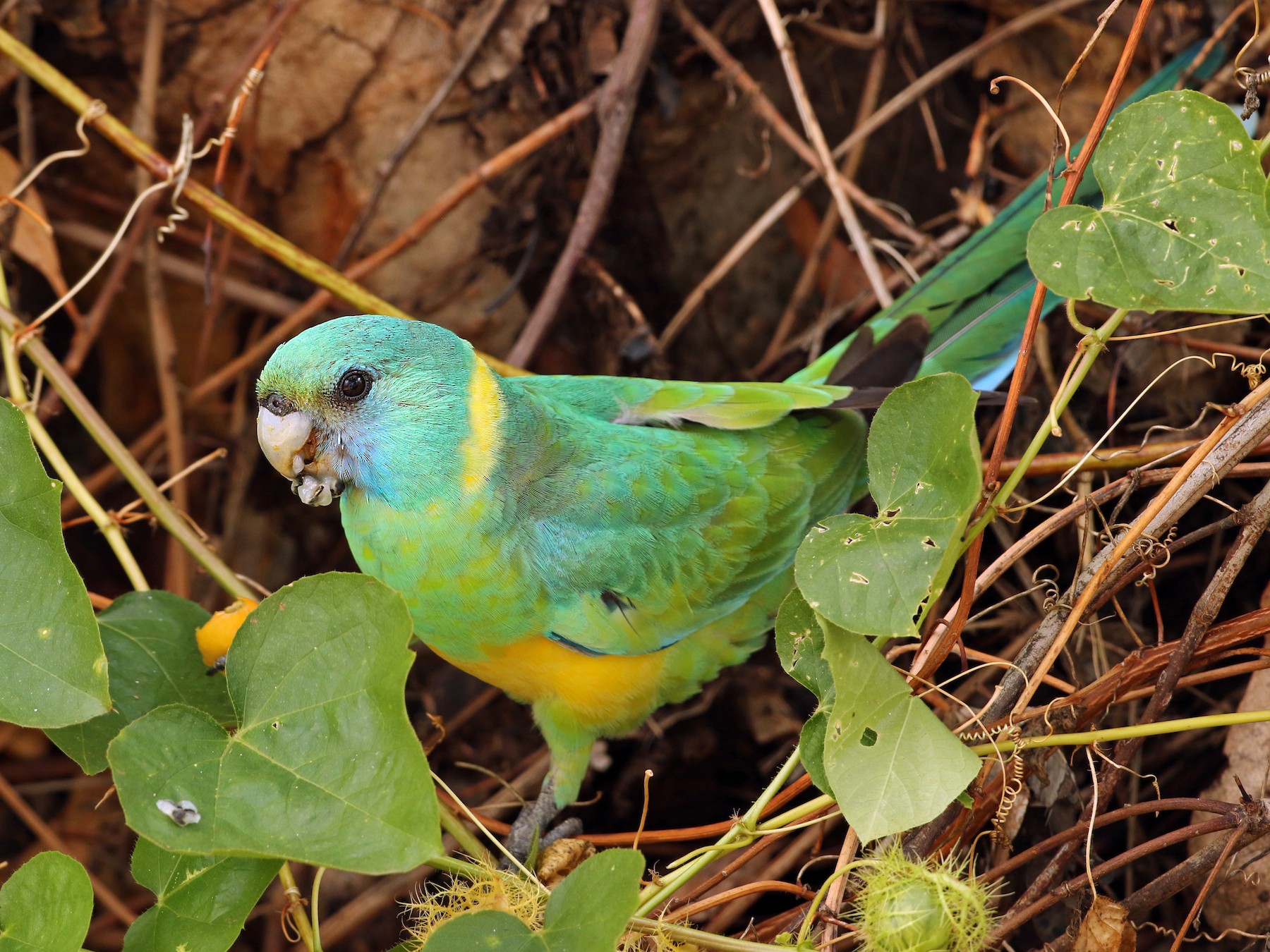 Green Parrot