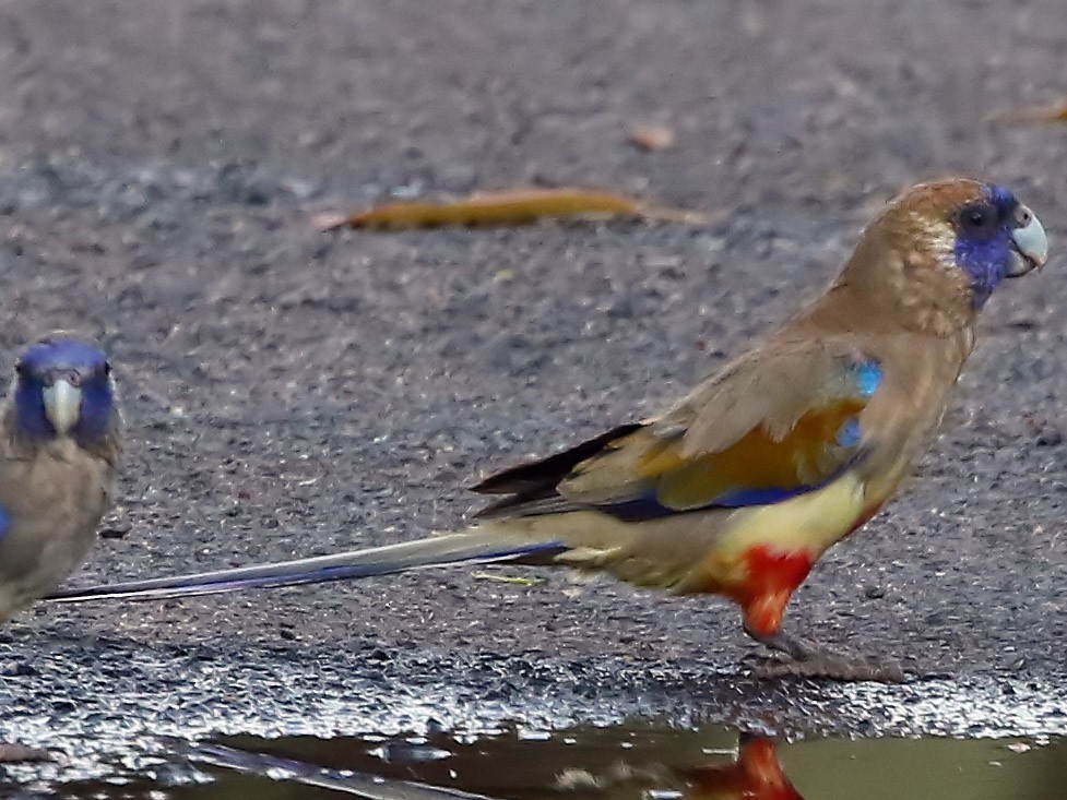 Greater Bluebonnet - eBird