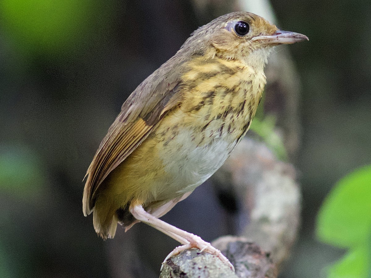 Amazonian Antpitta - Myrmothera berlepschi - Birds of the World