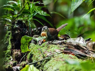 Rusty-belted Tapaculo - eBird