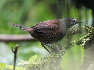 Rusty-belted Tapaculo - eBird