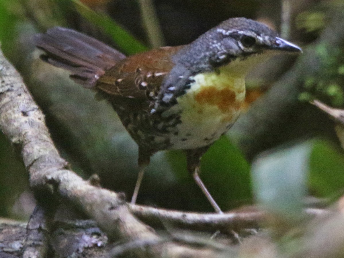 Rusty-belted Tapaculo - Liosceles thoracicus - Birds of the World
