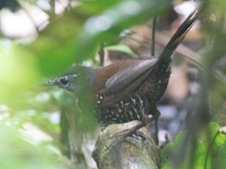Rusty-belted Tapaculo - eBird