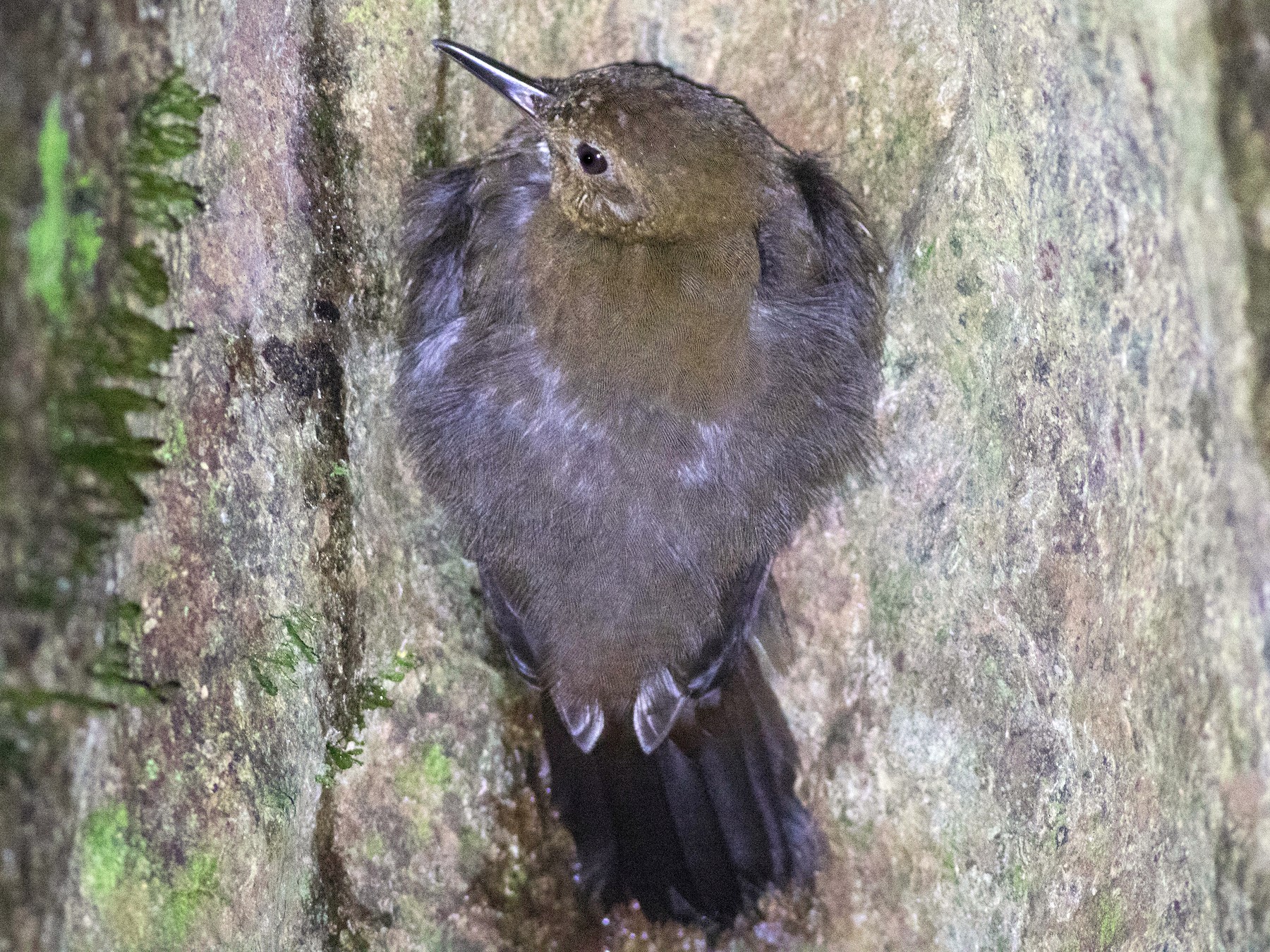 Vira-folha-pardo - eBird