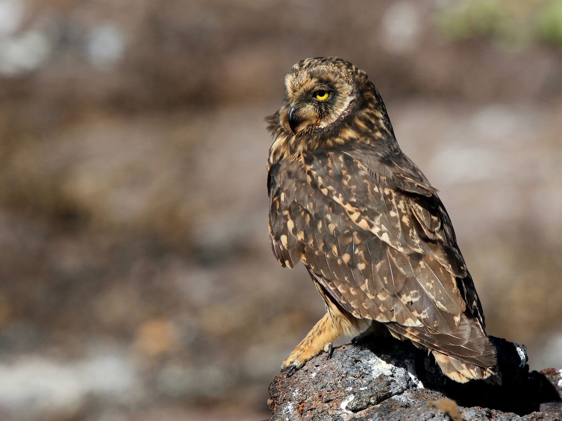 Short-eared Owl - eBird