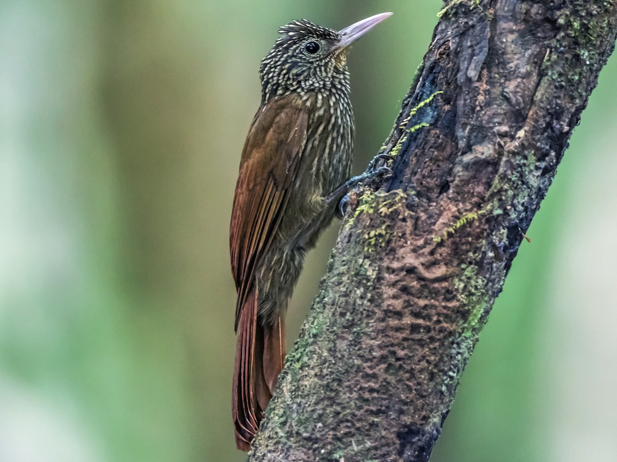 Striped Woodcreeper - Xiphorhynchus obsoletus - Birds of the World