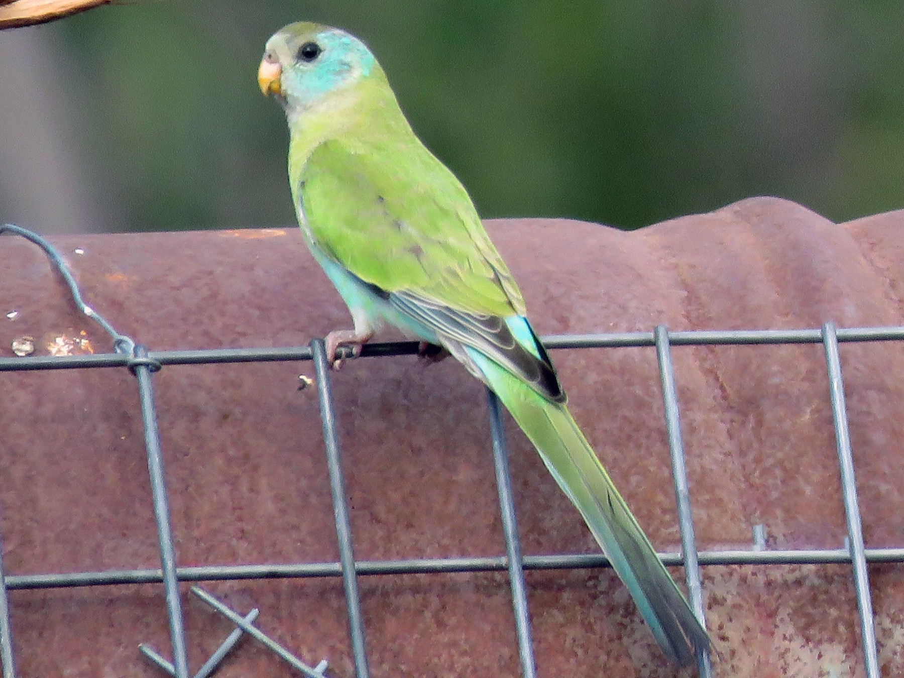 Golden-shouldered Parrot - eBird