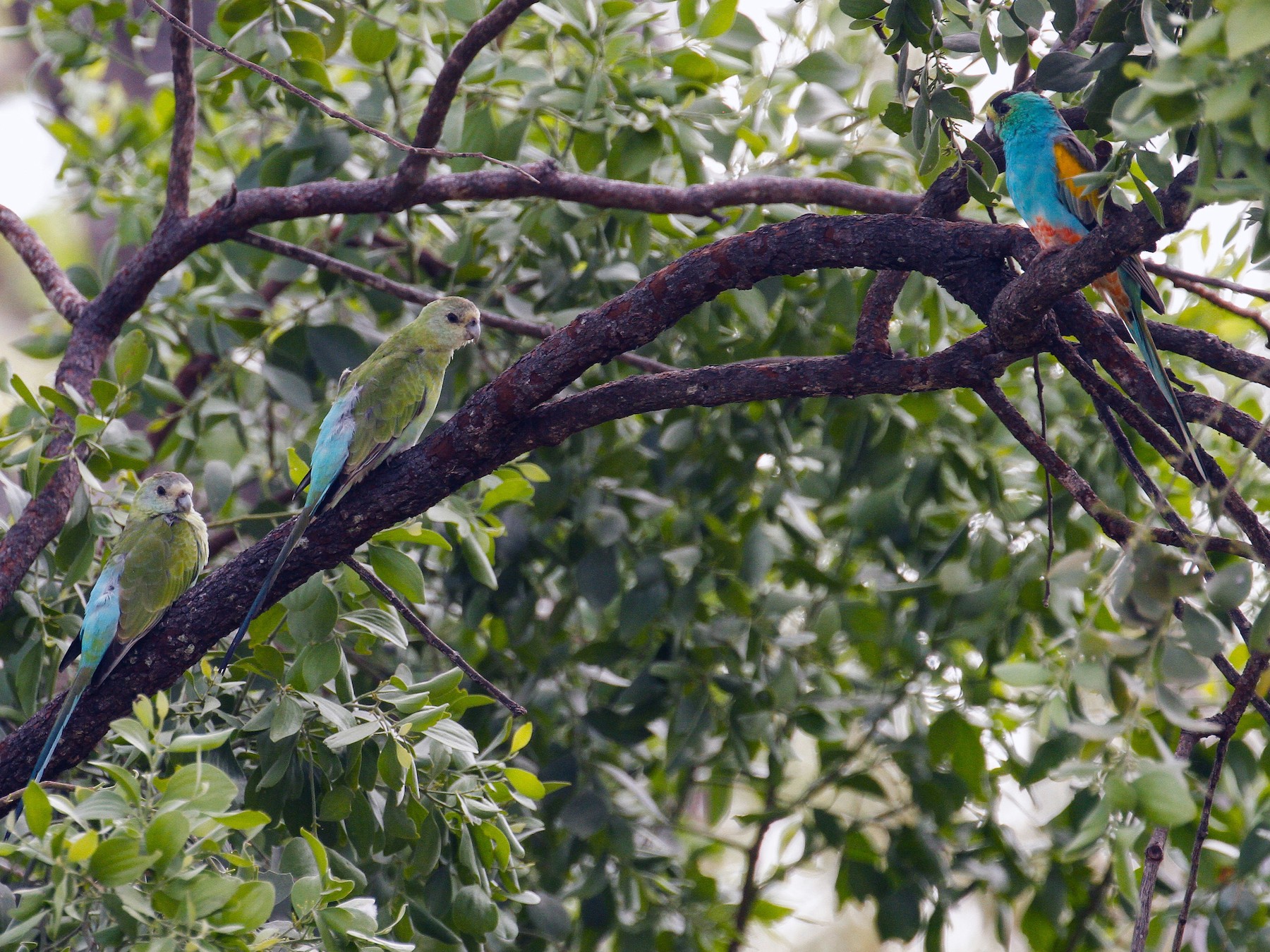 Golden-shouldered Parrot - eBird