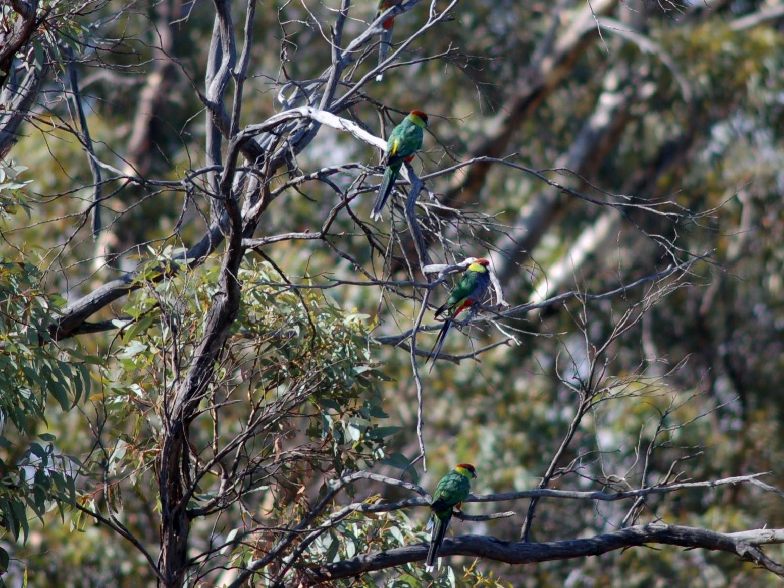 Perico capelo - eBird