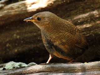 Rufous Scrub-bird - eBird