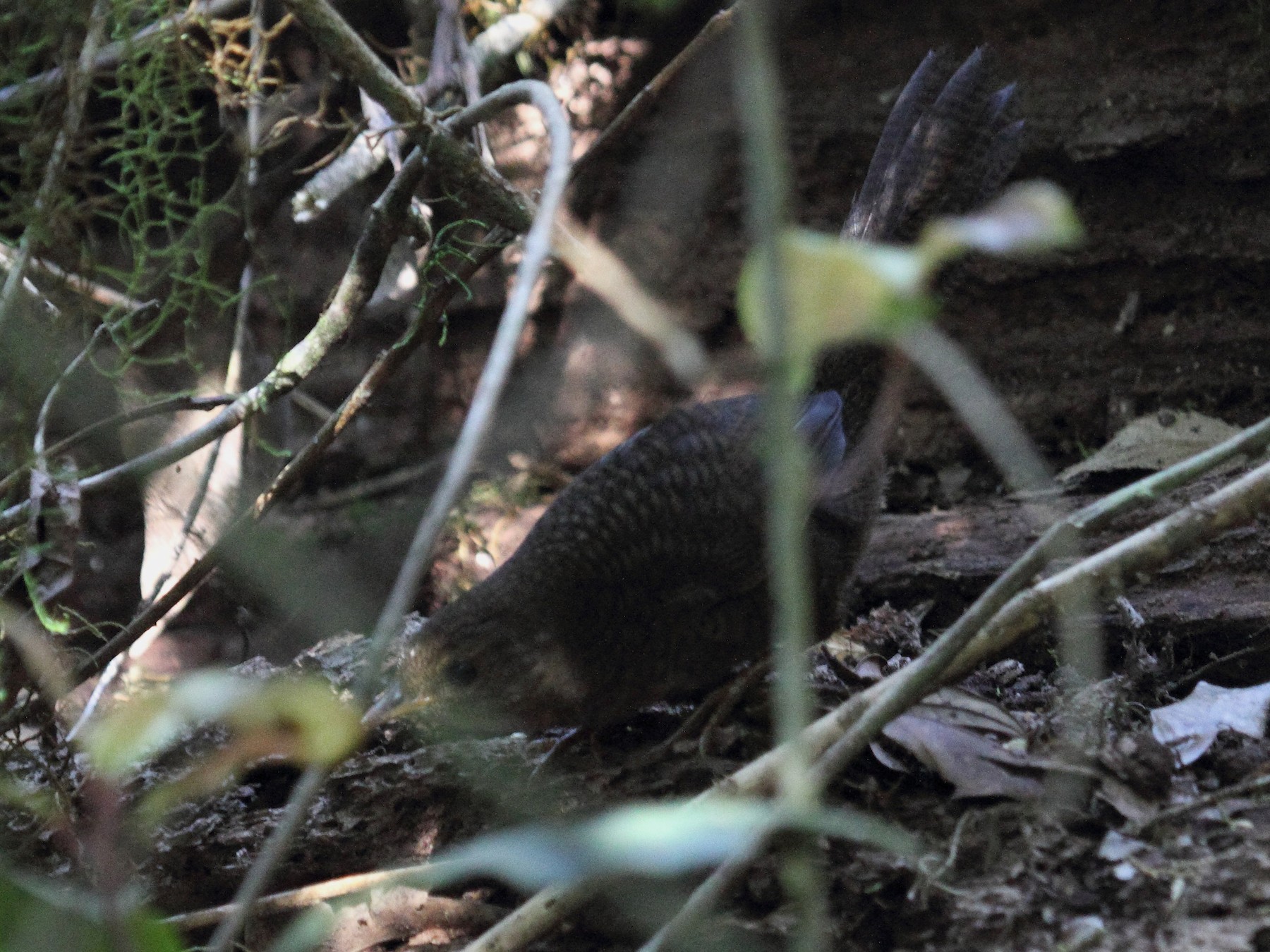 Rufous Scrub-bird - eBird