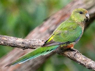 Red capped parrot store