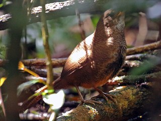 Rufous Scrub-bird - eBird