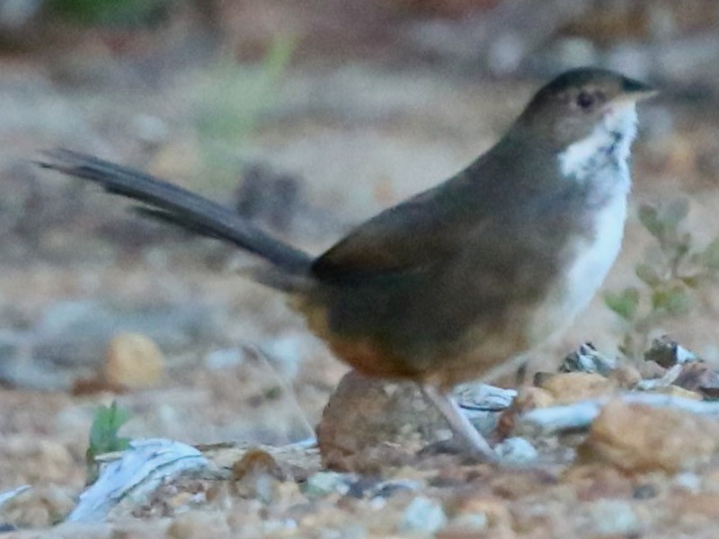 Noisy Scrub-bird - Atrichornis clamosus - Birds of the World