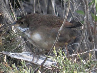 Noisy Scrub-bird - eBird