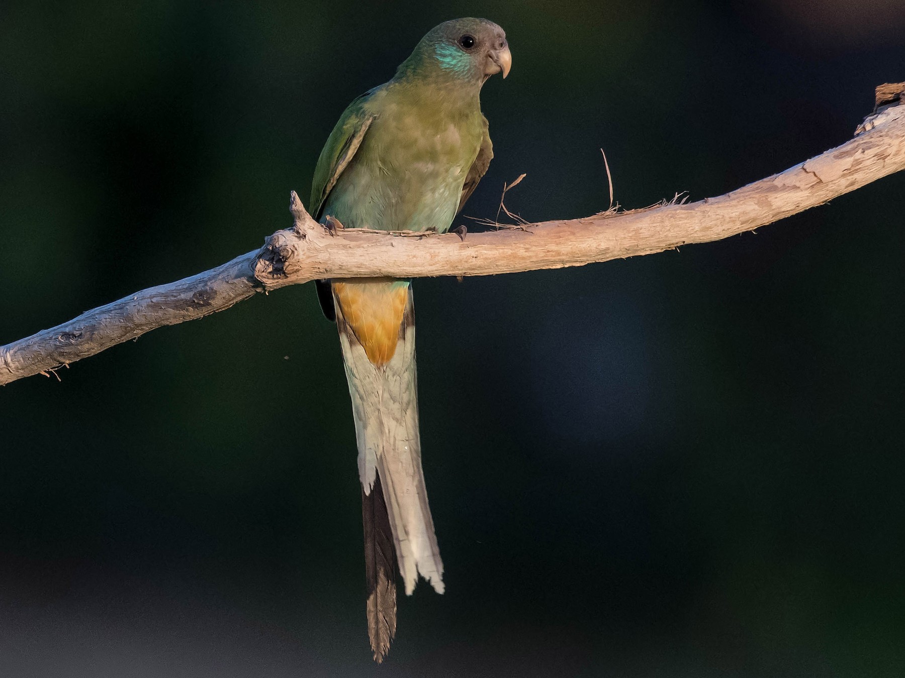 Hooded Parrot - eBird