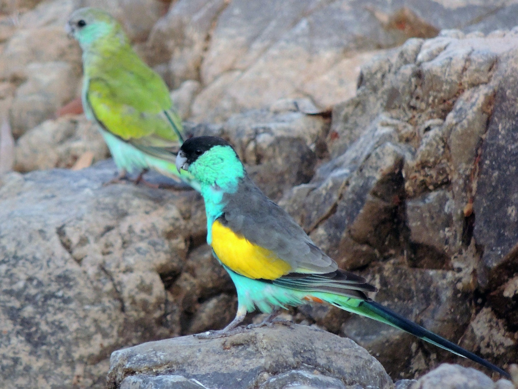 Hooded Parrot - eBird