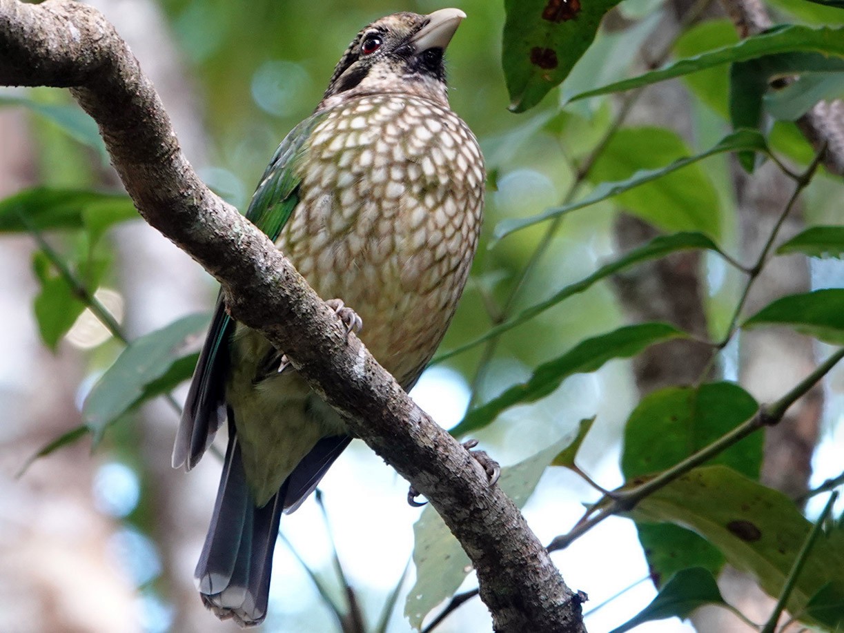 Spotted Catbird - eBird
