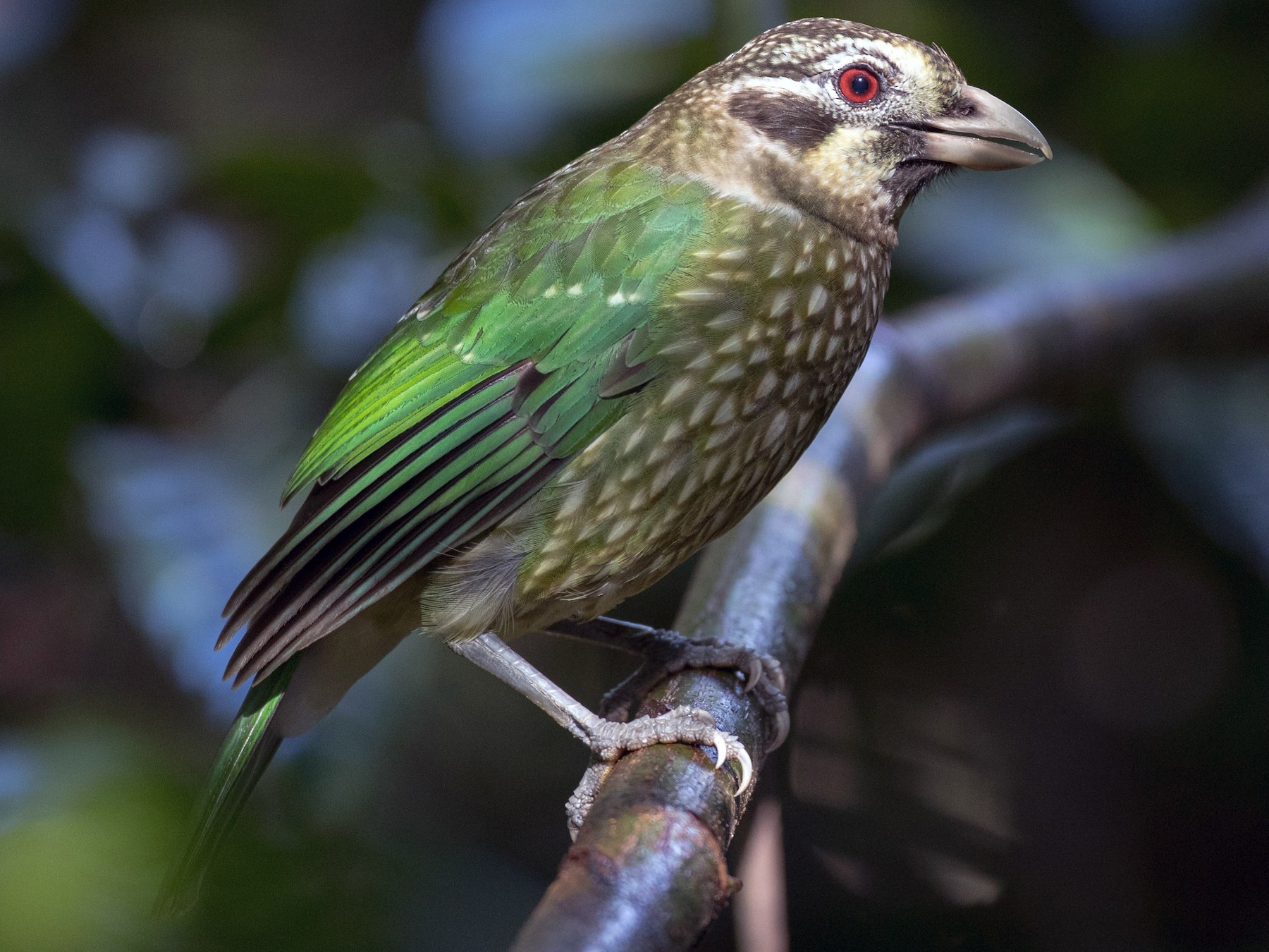 Spotted Catbird - eBird
