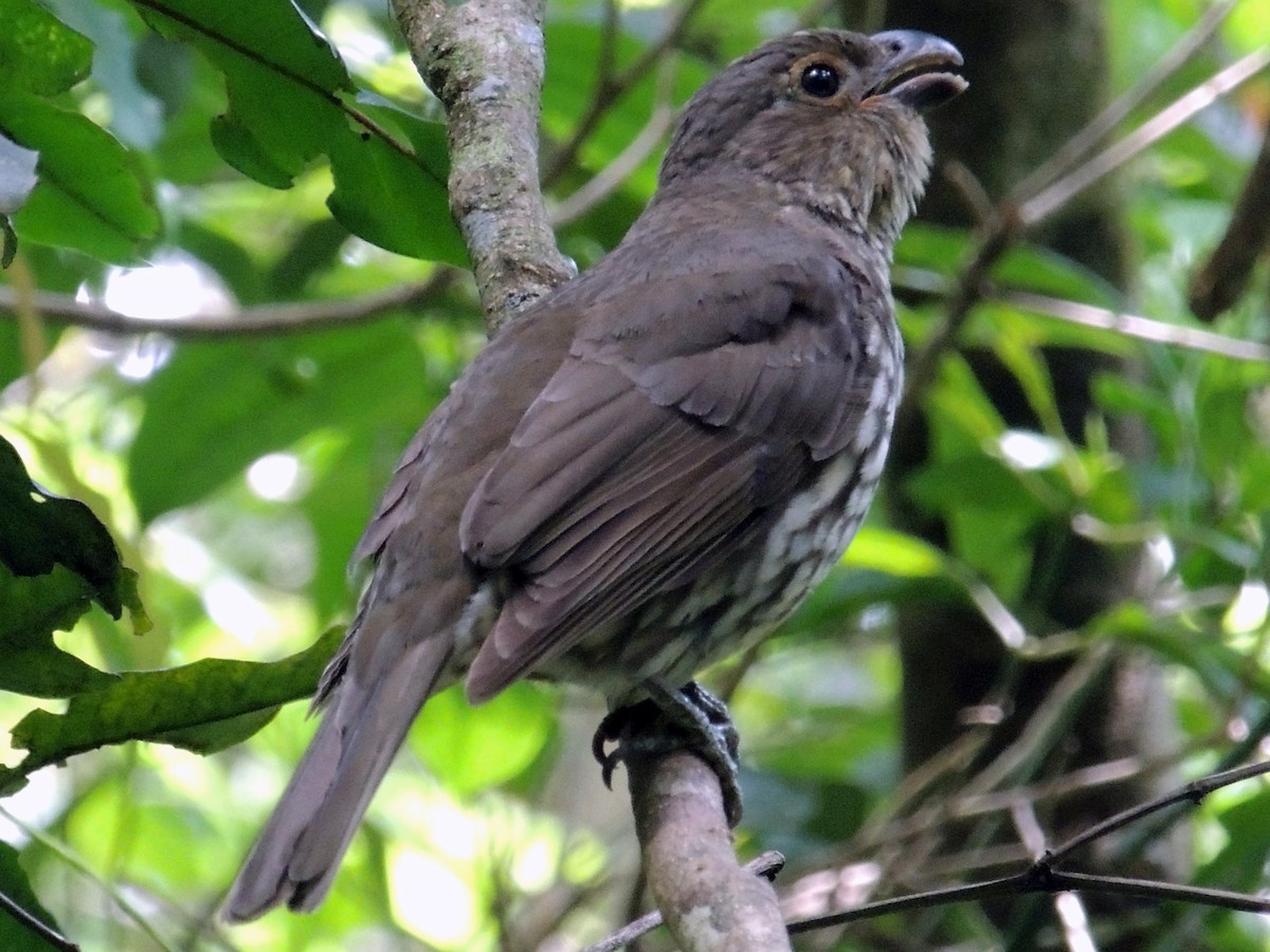 Tooth-billed Bowerbird - Scenopoeetes dentirostris - Birds of the World