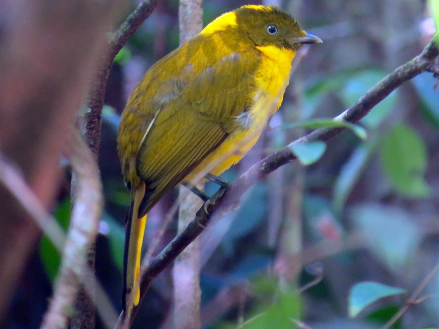 Golden Bowerbird - eBird