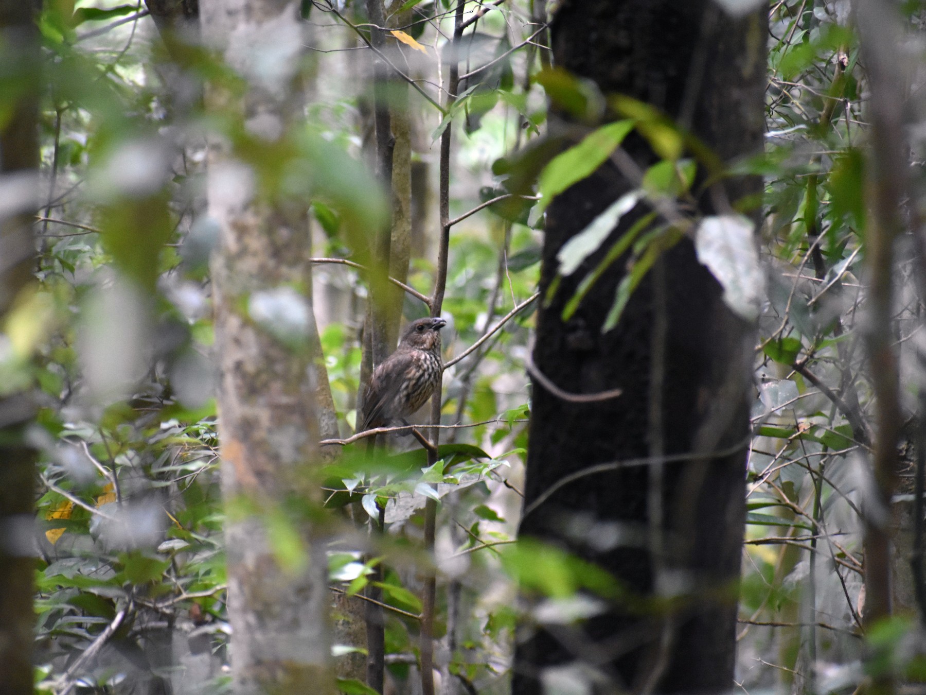 Tooth-billed Bowerbird - eBird