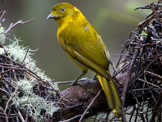 Golden Bowerbird - eBird