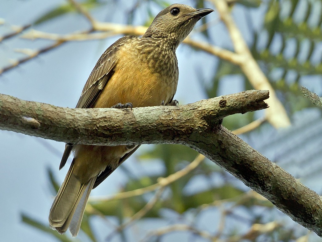 Fawn-breasted Bowerbird - eBird
