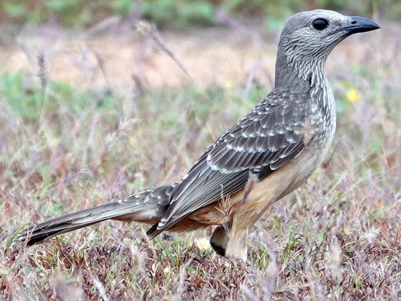 Fawn-breasted Bowerbird - Chlamydera cerviniventris - Birds of the World
