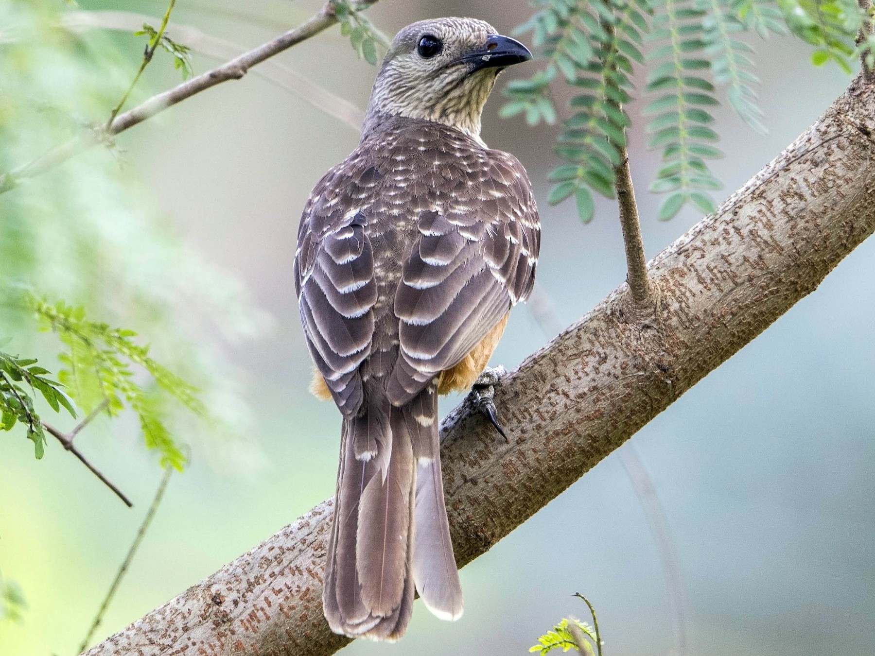Fawn-breasted Bowerbird - eBird