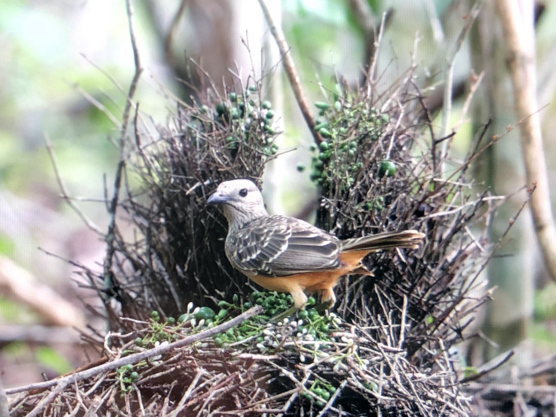 Fawn-breasted Bowerbird - eBird