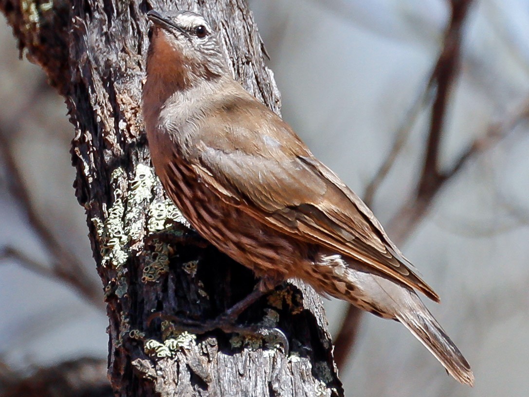 White-browed Treecreeper - eBird