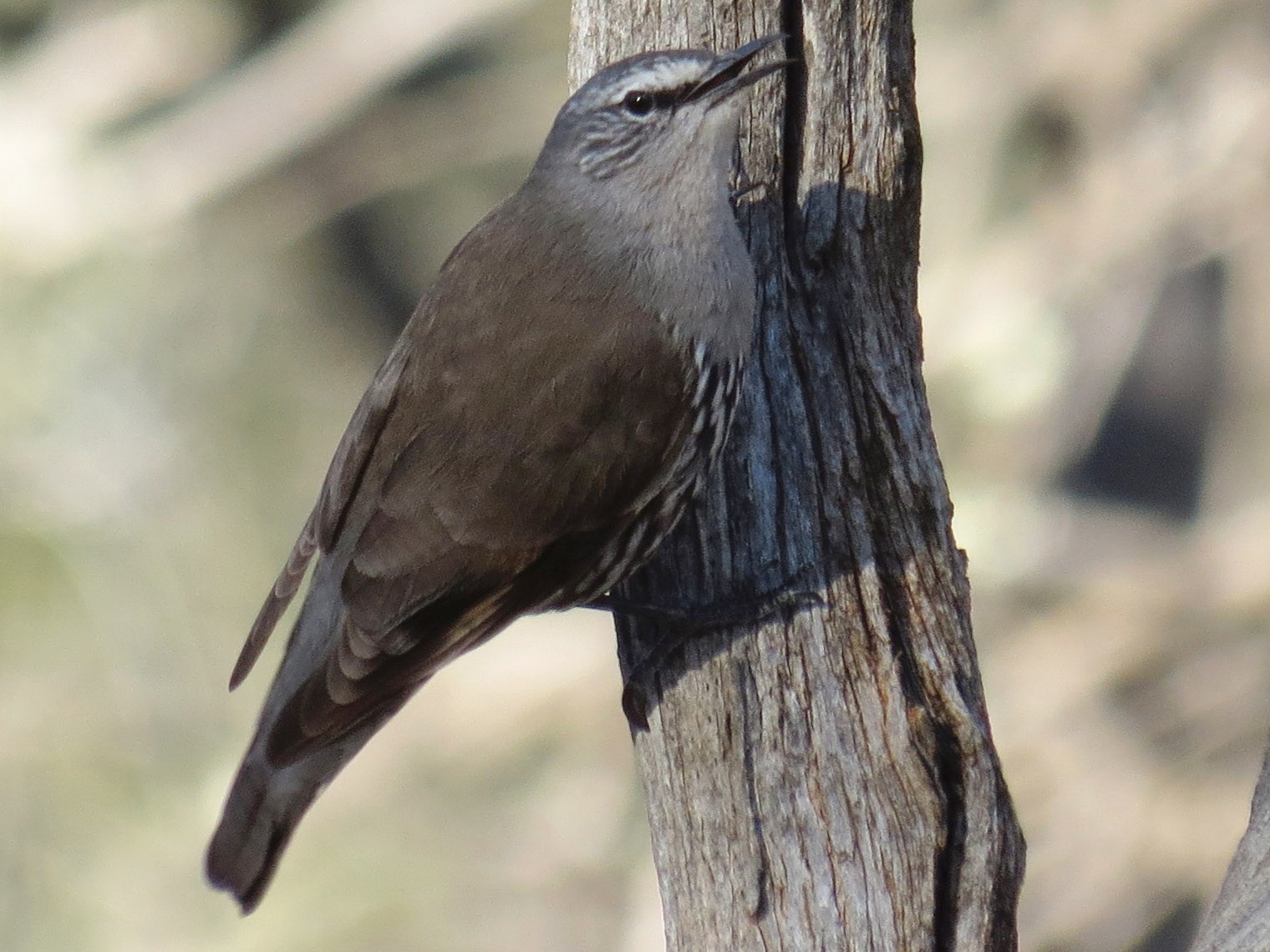 Queenslands Emblem Bird
