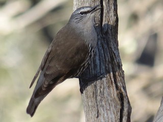 White-browed Treecreeper - eBird