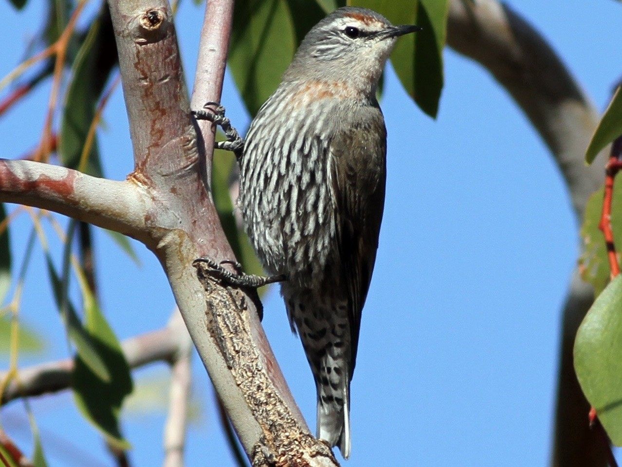 White-browed Treecreeper - eBird