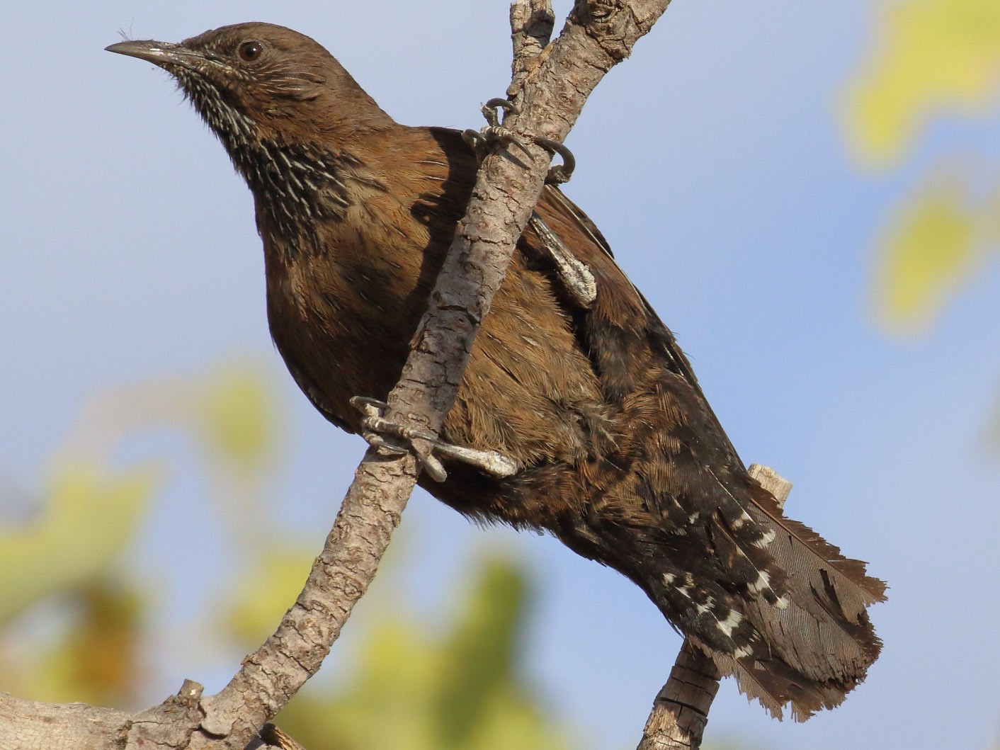 Black-tailed Treecreeper - eBird
