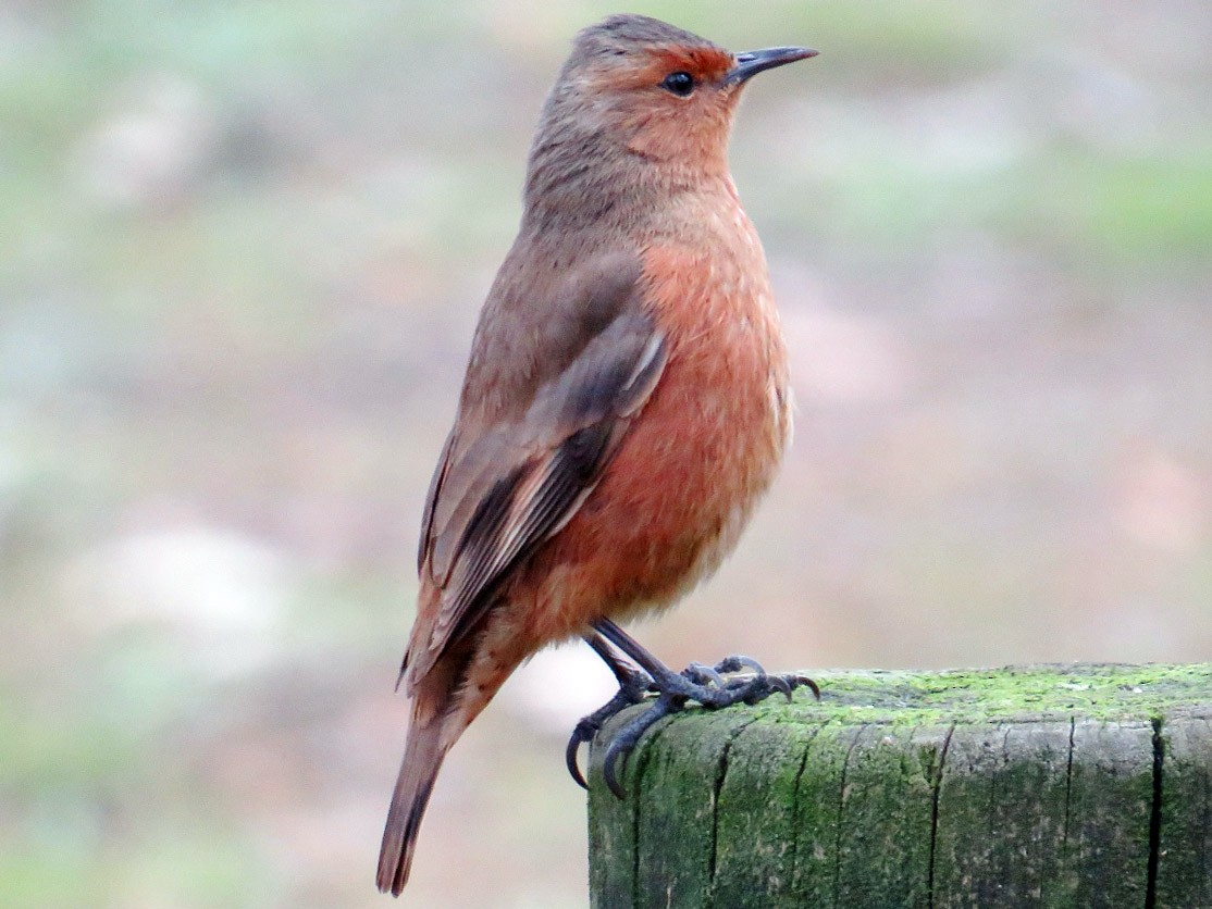 Rufous Treecreeper - eBird