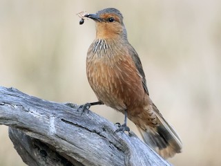 Rufous Treecreeper - eBird
