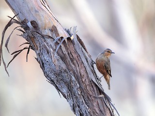 Rufous Treecreeper - eBird