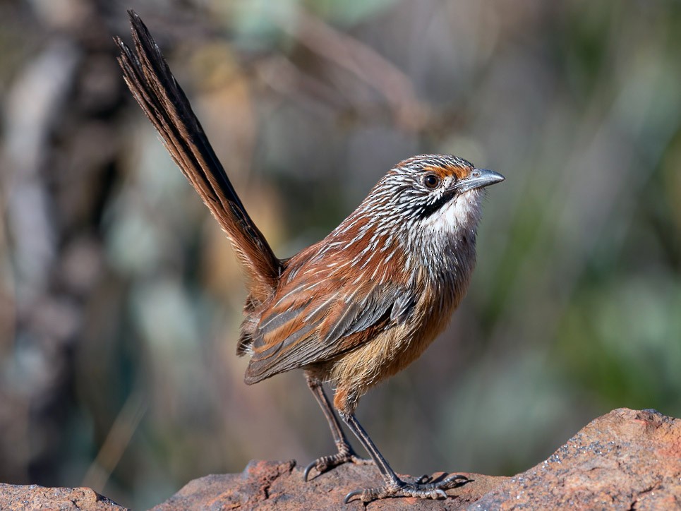 Rufous Grasswren (Pilbara) - eBird