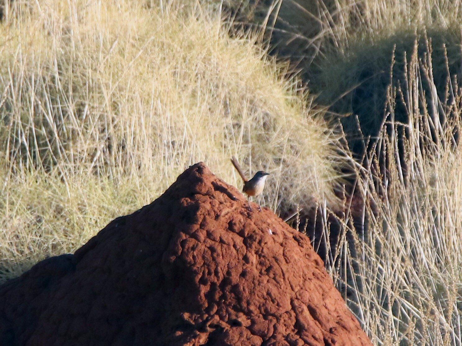 Maluro Rufo (de Pilbara) - eBird