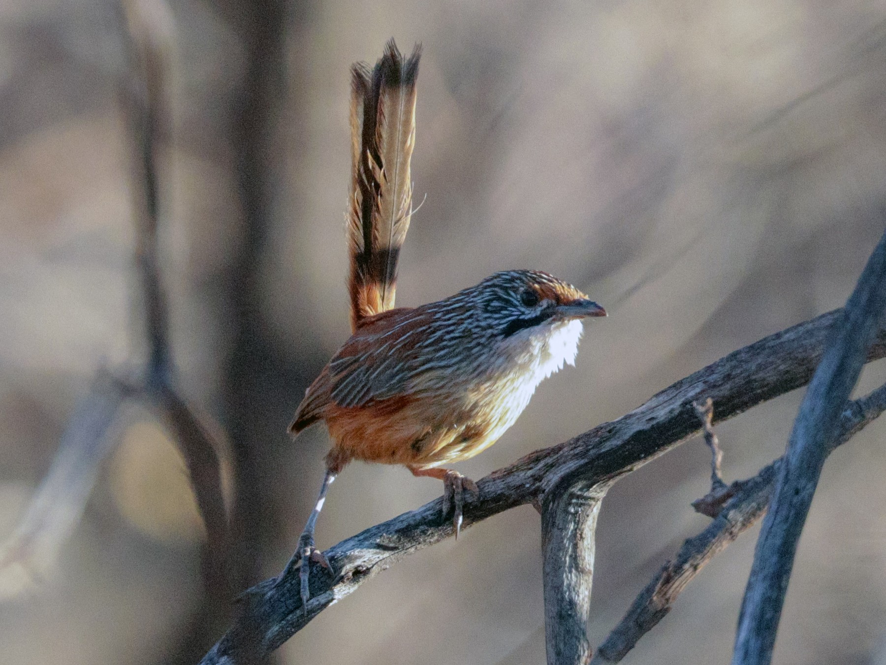 Rufous Grasswren (Pilbara) - eBird