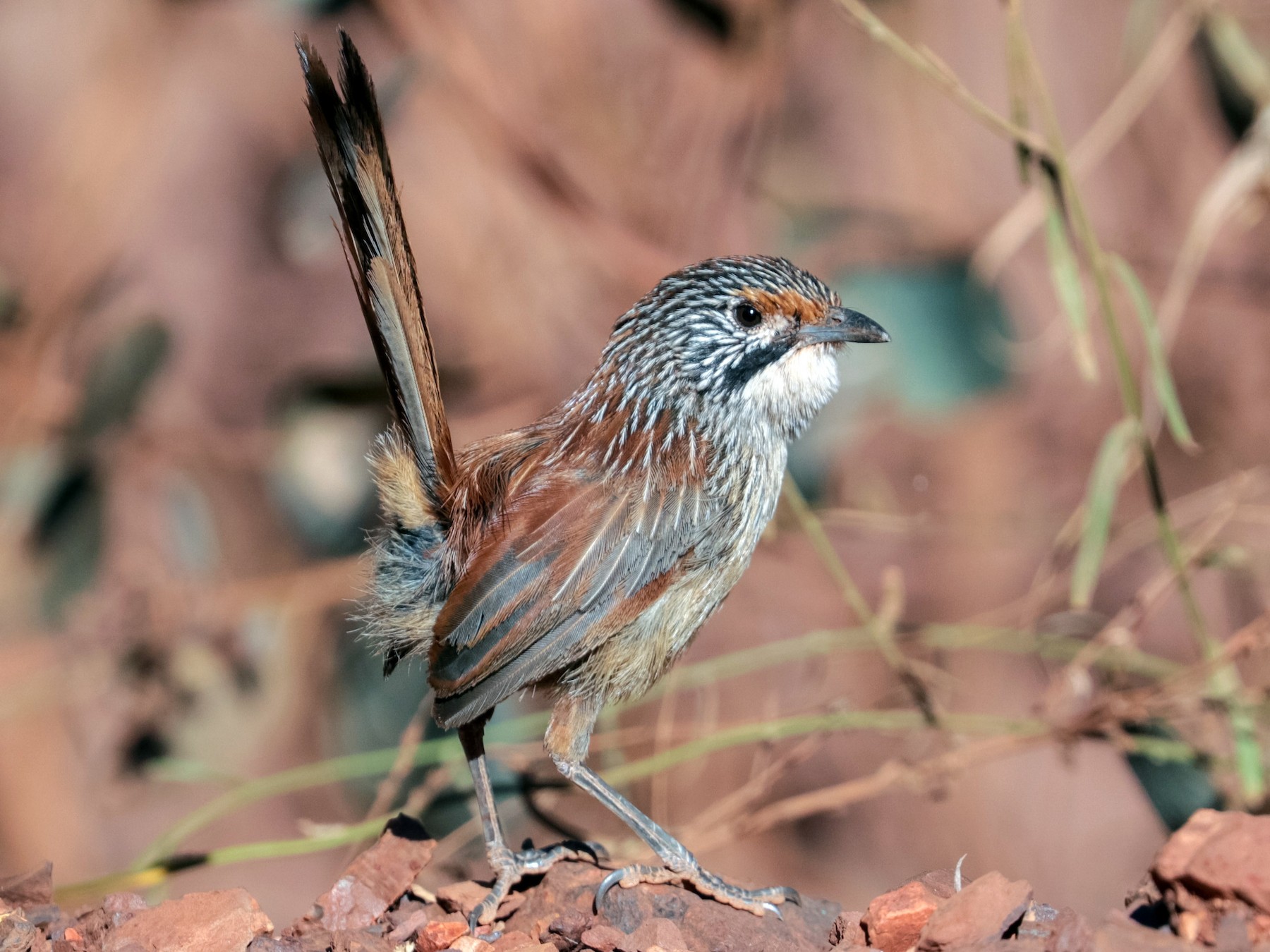 Rufous Grasswren (Pilbara) - eBird