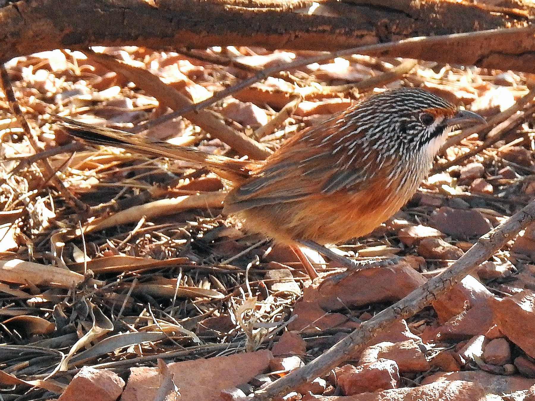 Rufous Grasswren (Pilbara) - eBird