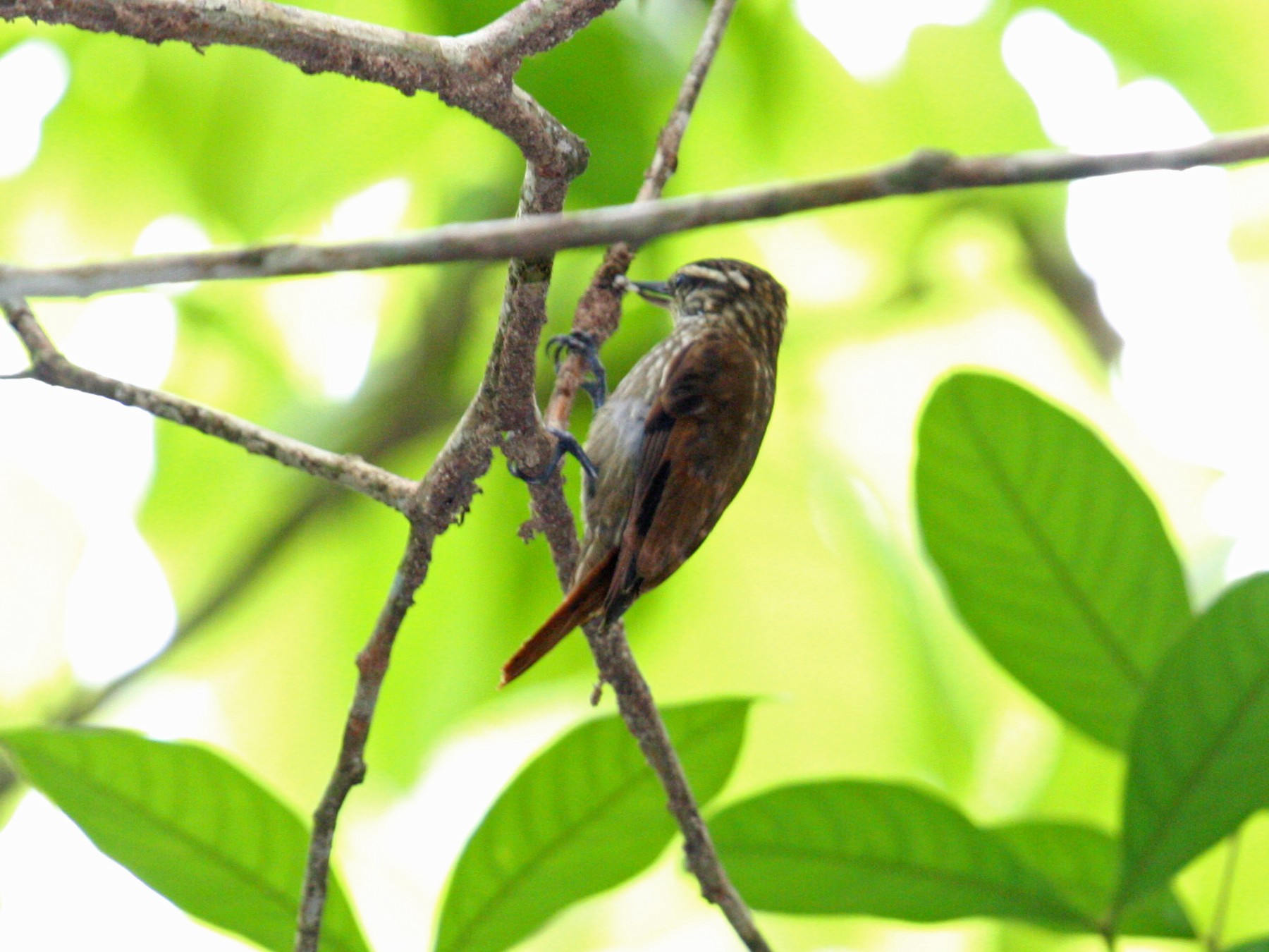 Slender-billed Xenops - eBird