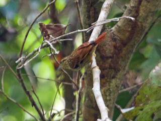 Rufous-tailed Xenops - eBird