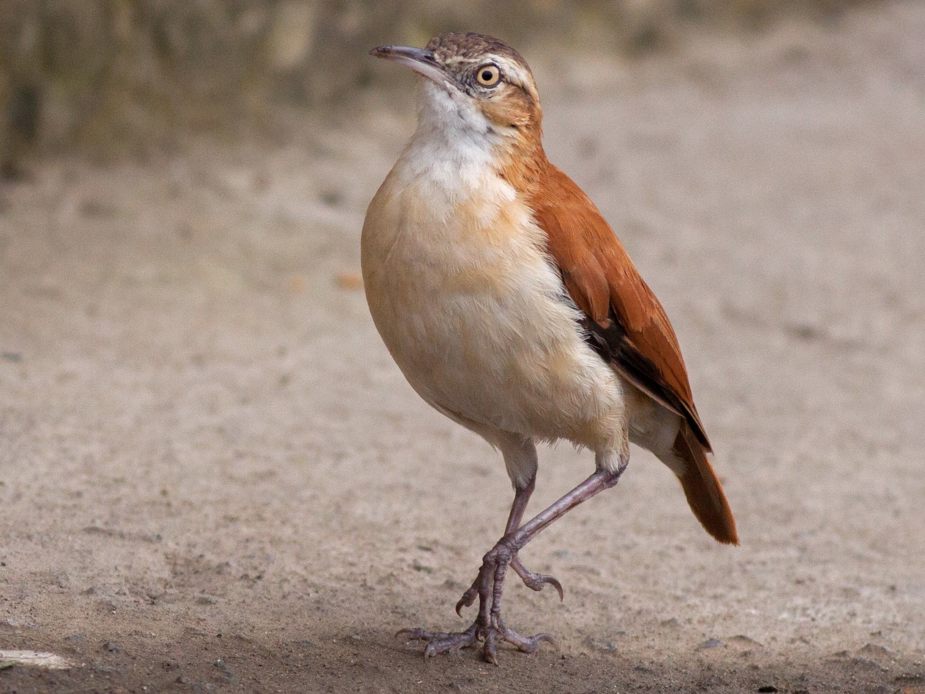 Pacific Hornero - eBird