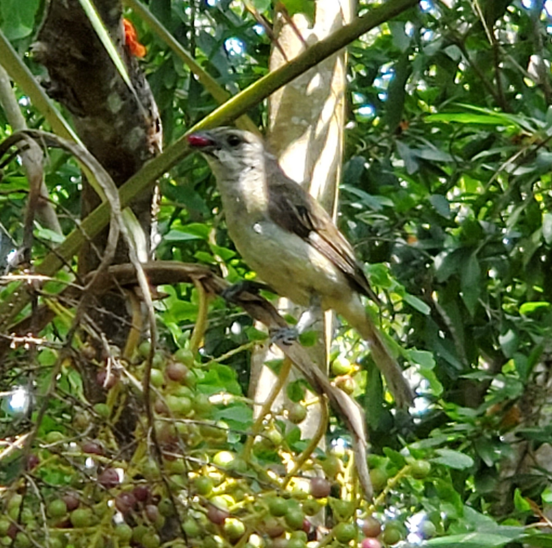 Cigua Cubana (salvini) - eBird