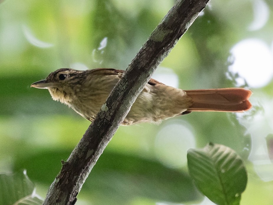 Chestnut-winged Hookbill - eBird